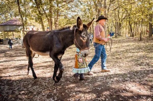 Oklahoma Donkey Dairy HipCamp joins the Vintage Friendly Campground ...